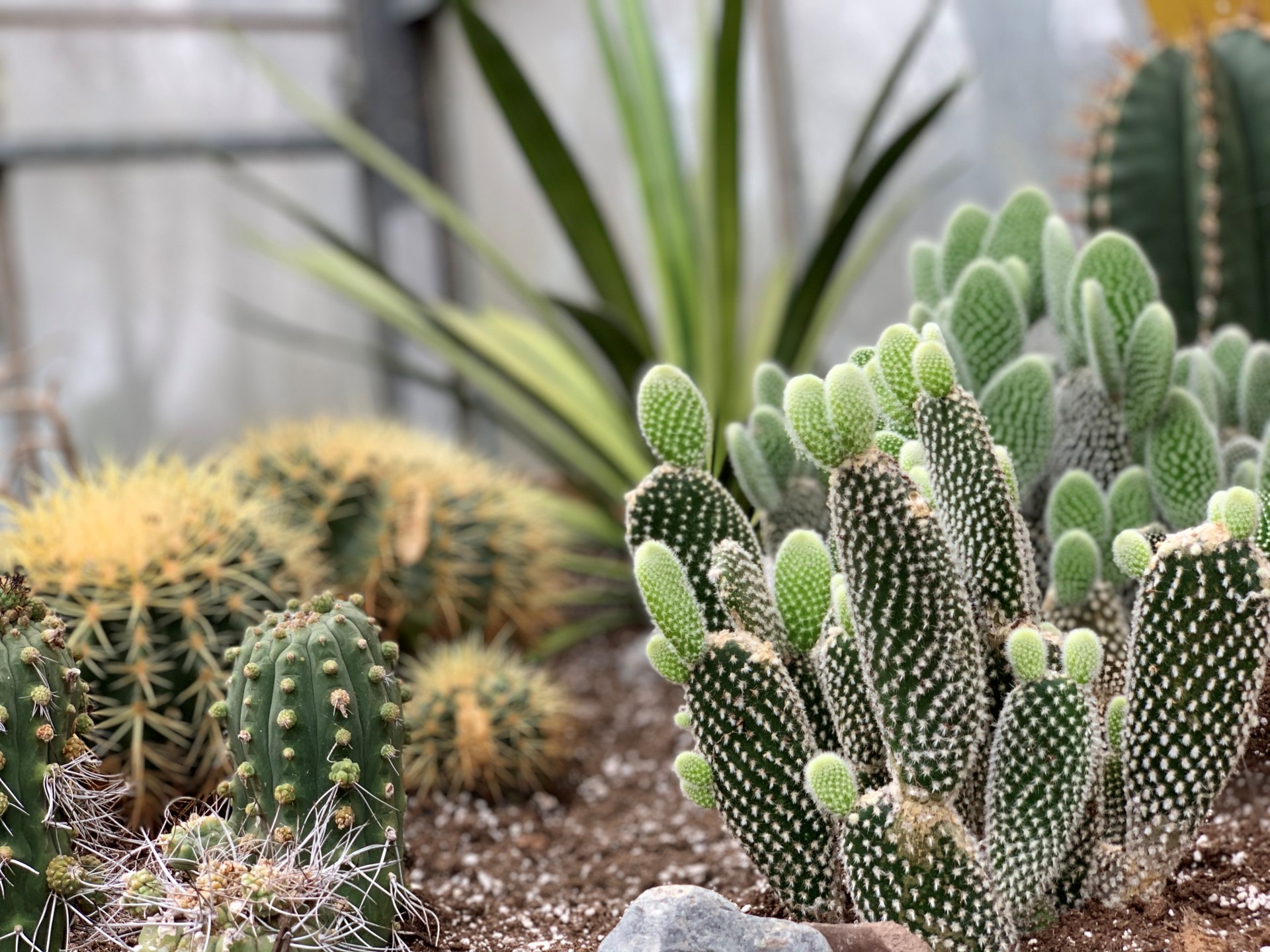 Cactus Fleuri | Arboriculture, horticulture | Sainte-Madeleine ...