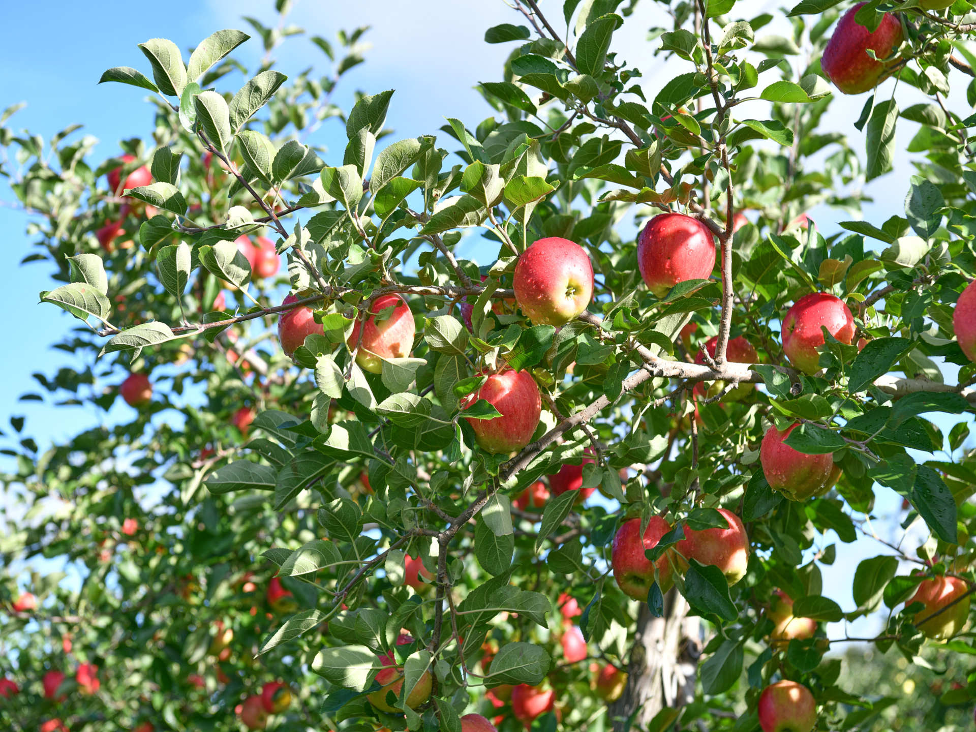 Les Vergers Denis Charbonneau Inc. | Verger / cidrerie | Mont-Saint ...