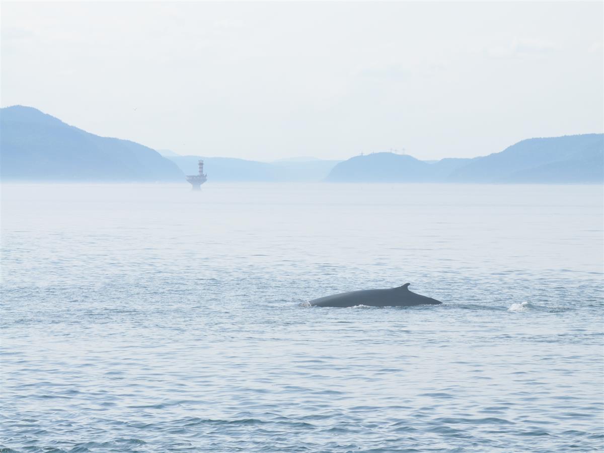 Parc marin du Saguenay-Saint-Laurent | Quebec Adventure Outdoor