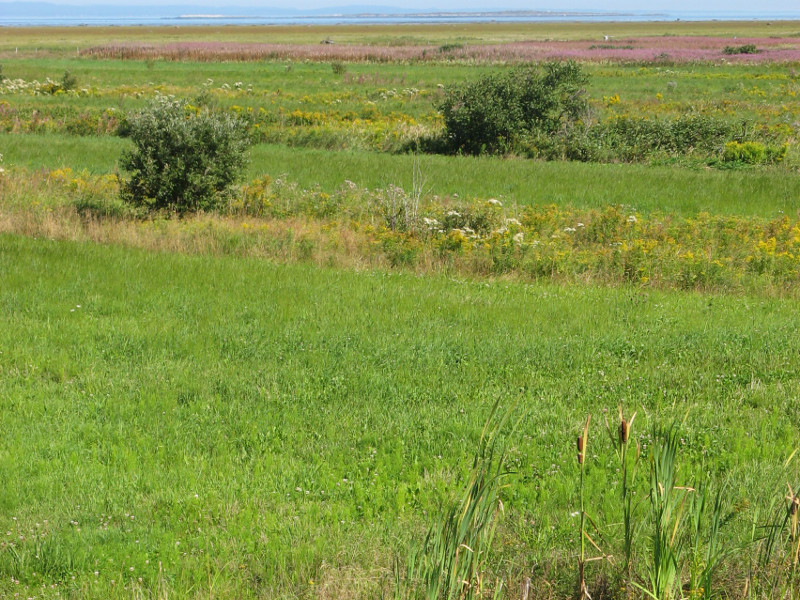 Réserve nationale de faune de la Baie-de-L'Isle-Verte | National ...