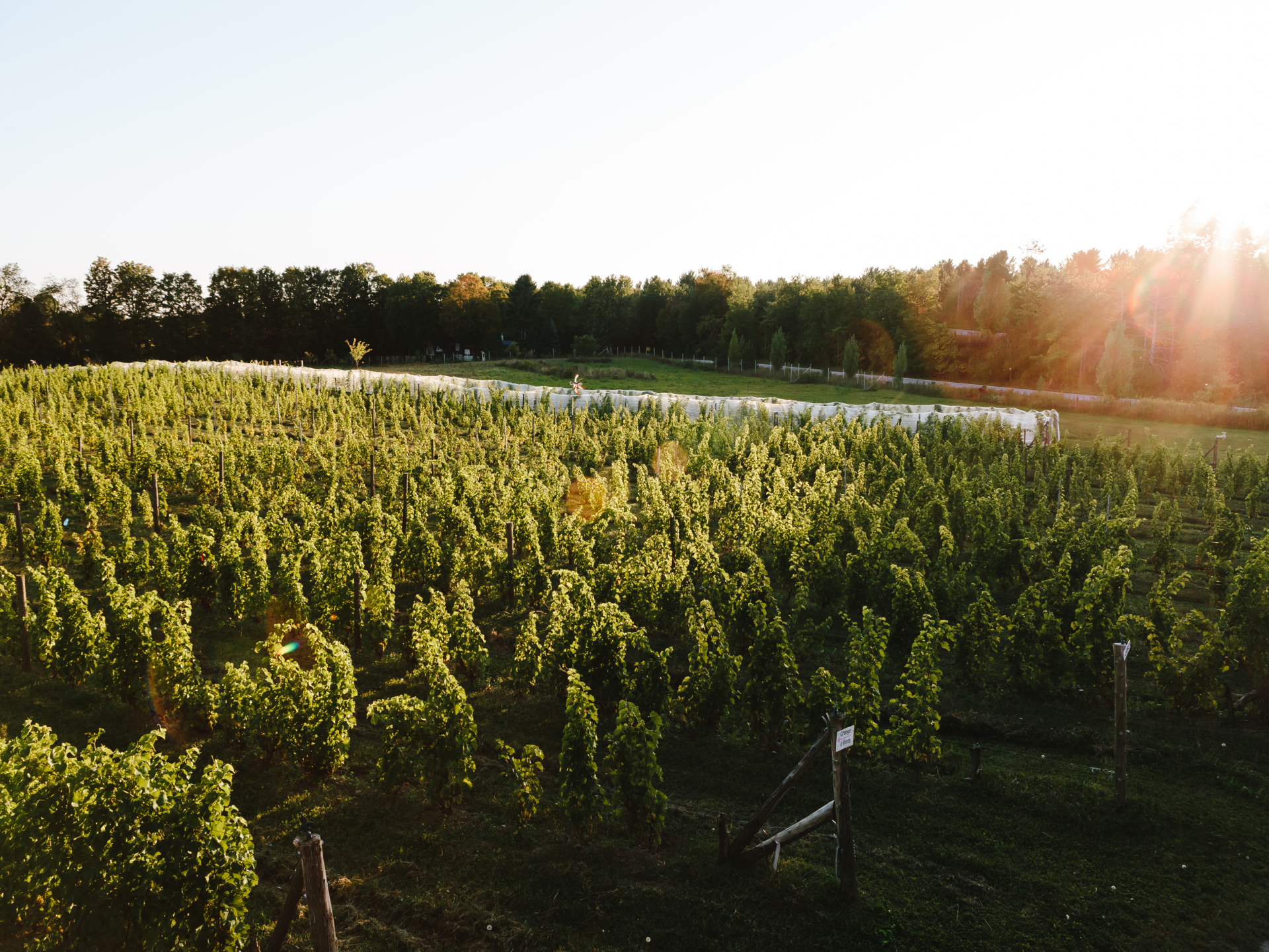 Vignoble Clos de l'Orme Blanc | Vineyard | Saint-Armand | Bonjour Québec